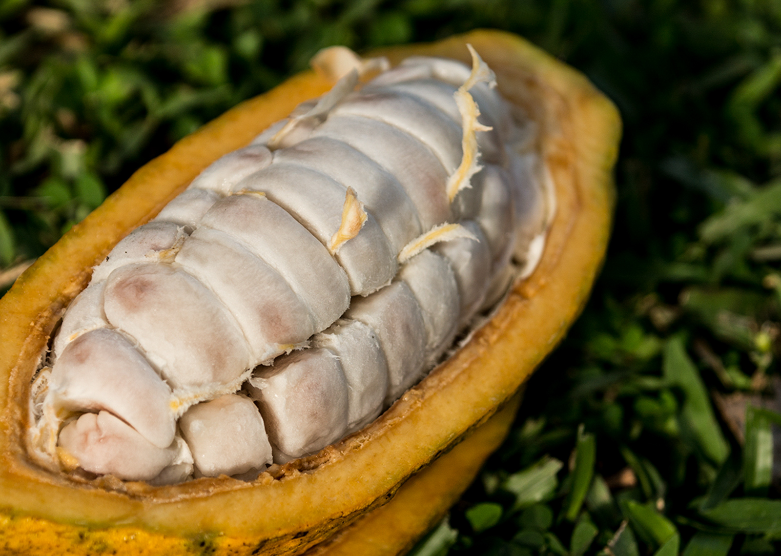 Maricel Presilla - Chocolate Awards